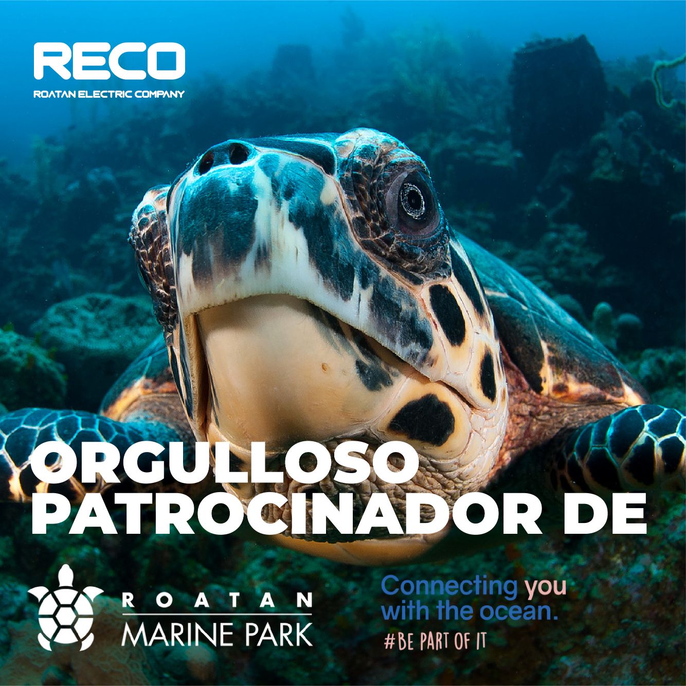RECO orgulloso patrocinador de Roatan Marine Park – recoroatan